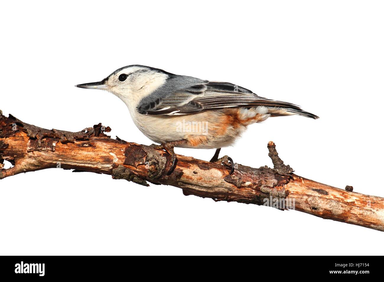 isolated, tree, animal, bird, fauna, wild, birds, branch, wildlife, log ...