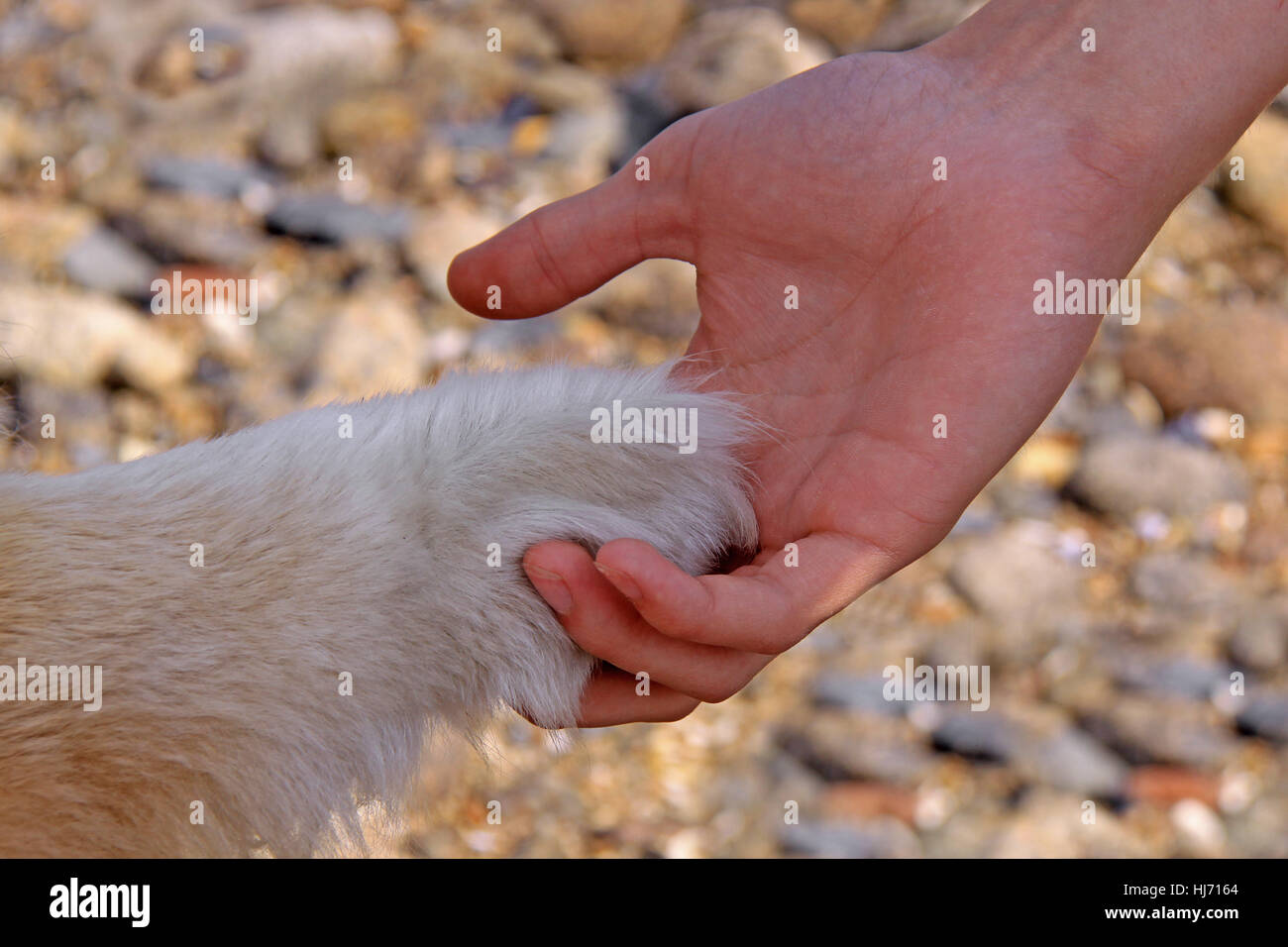 Hand hands handshake dog hi-res stock photography and images - Alamy