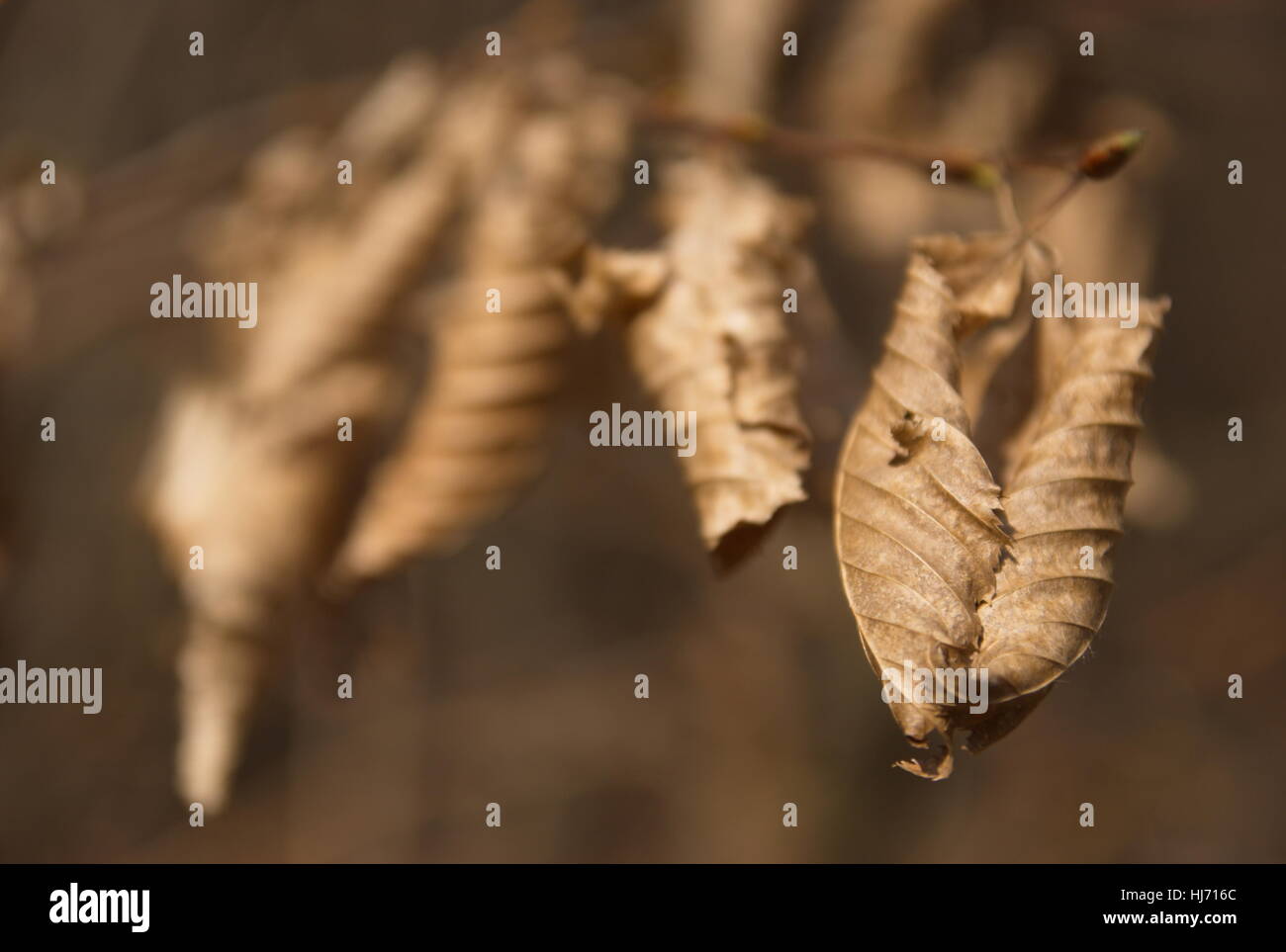 leaf, brown, brownish, brunette, spring, branch, shrub, beech, forest ...