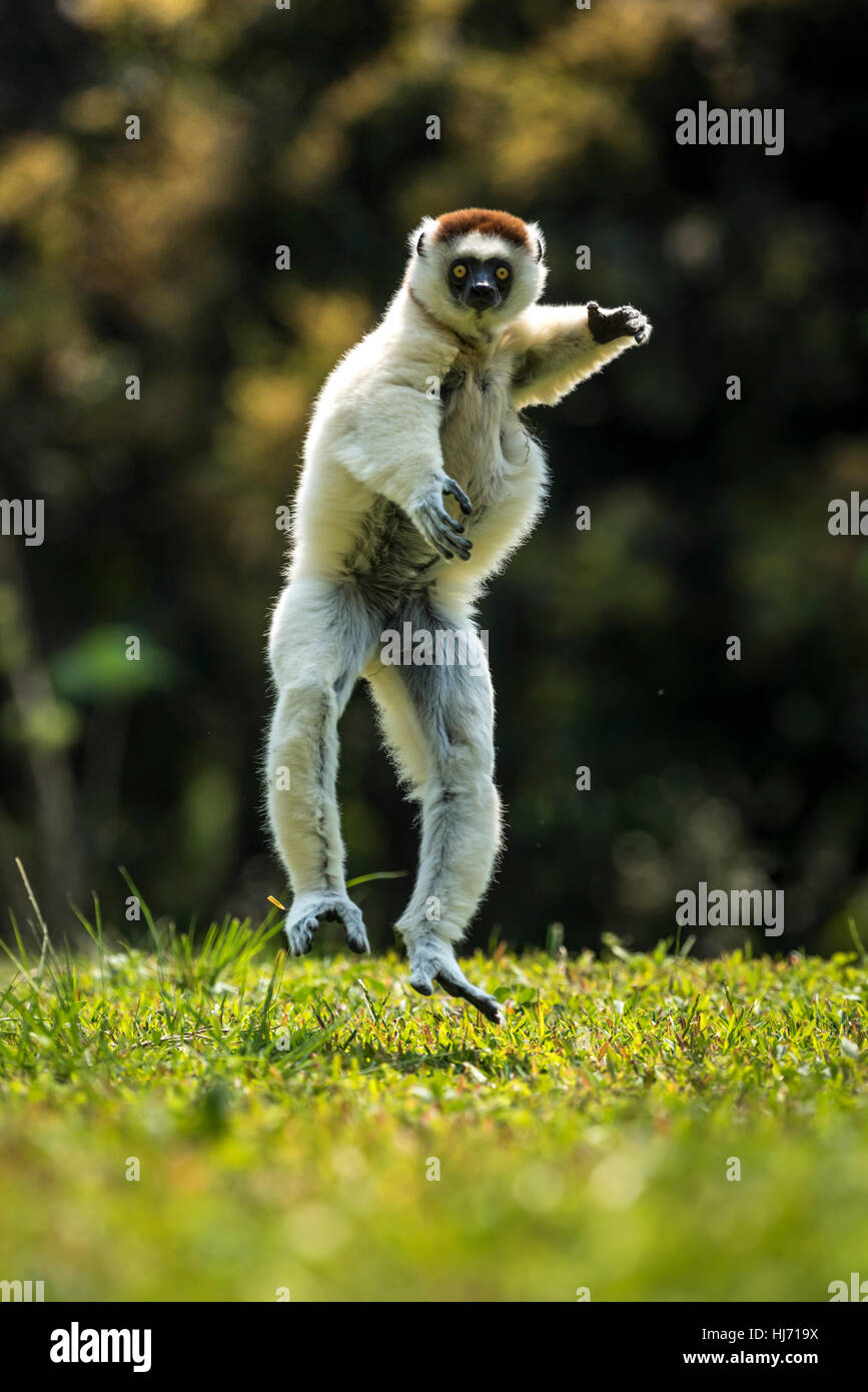 Jumping sifakas hi-res stock photography and images - Alamy