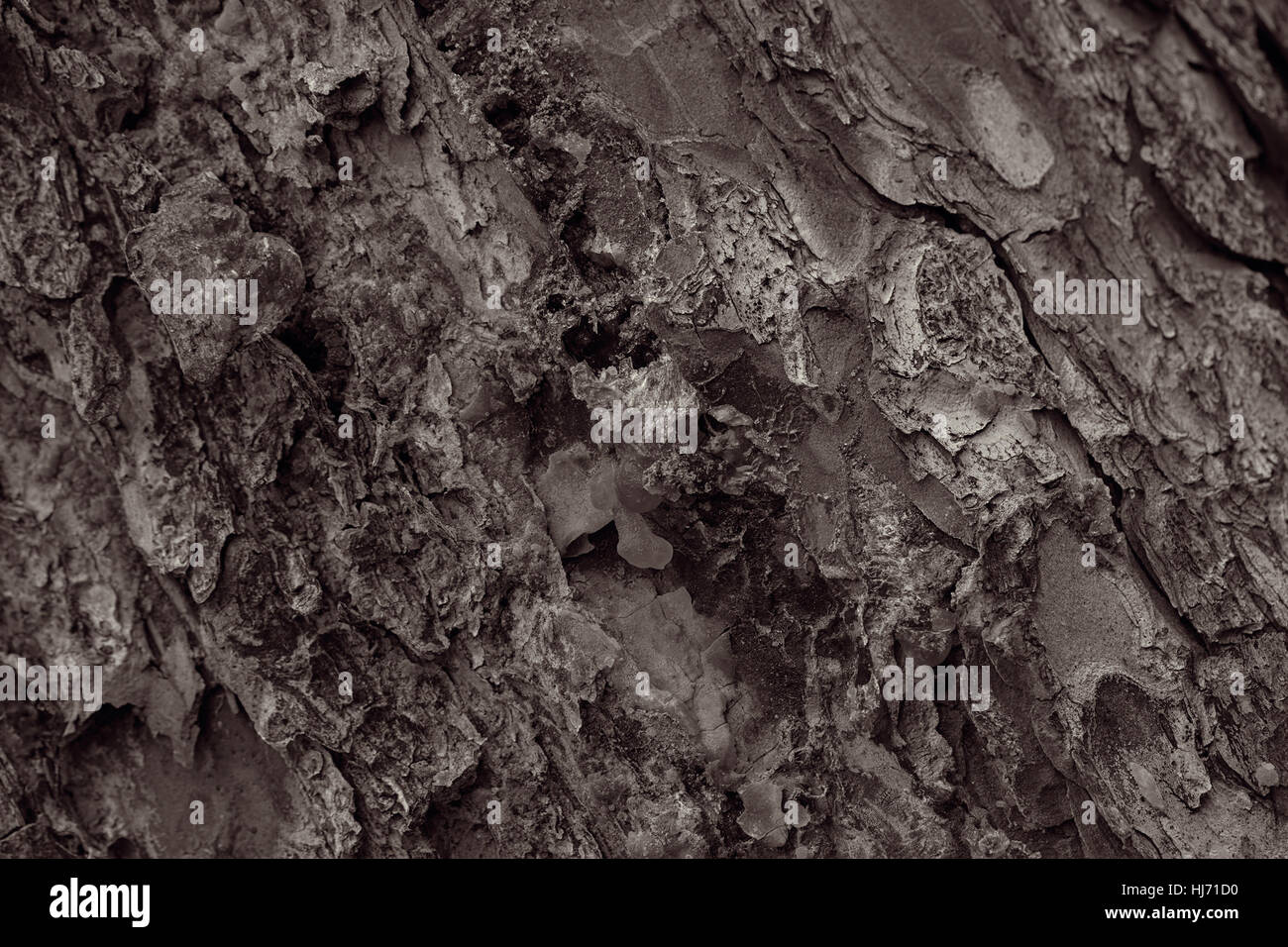 tree bark with resin in nature, note shallow depth of field Stock Photo ...