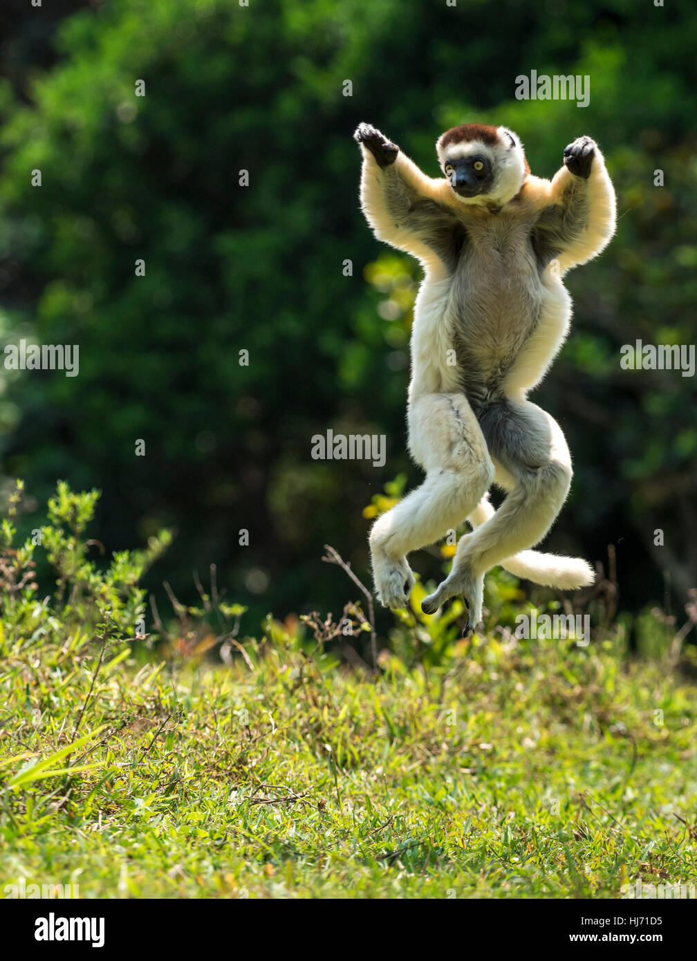 A verreaux sifaka lemur moving bipedally in a forward and sideways ...
