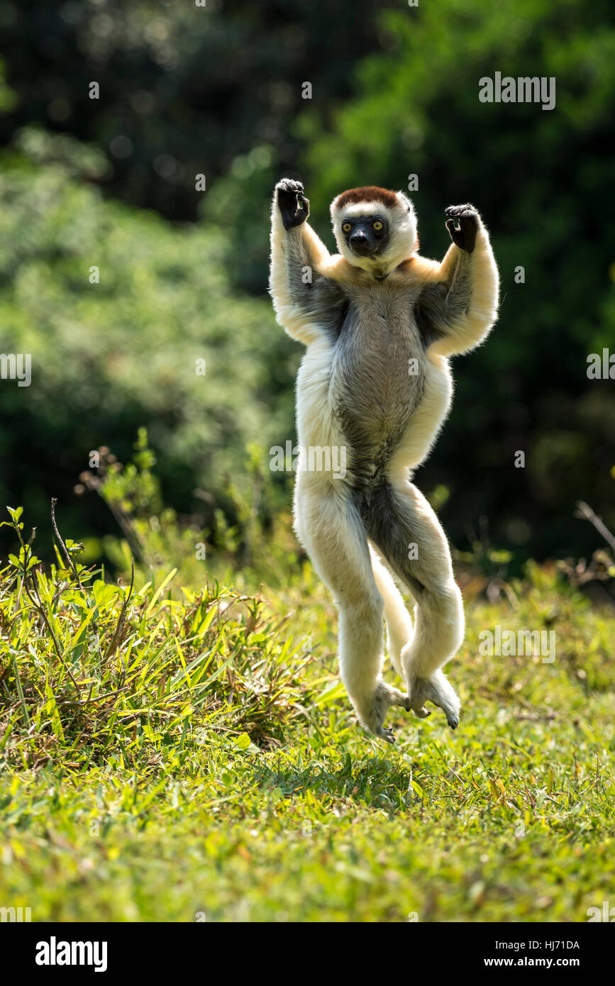 A verreaux sifaka lemur moving bipedally in a forward and sideways ...