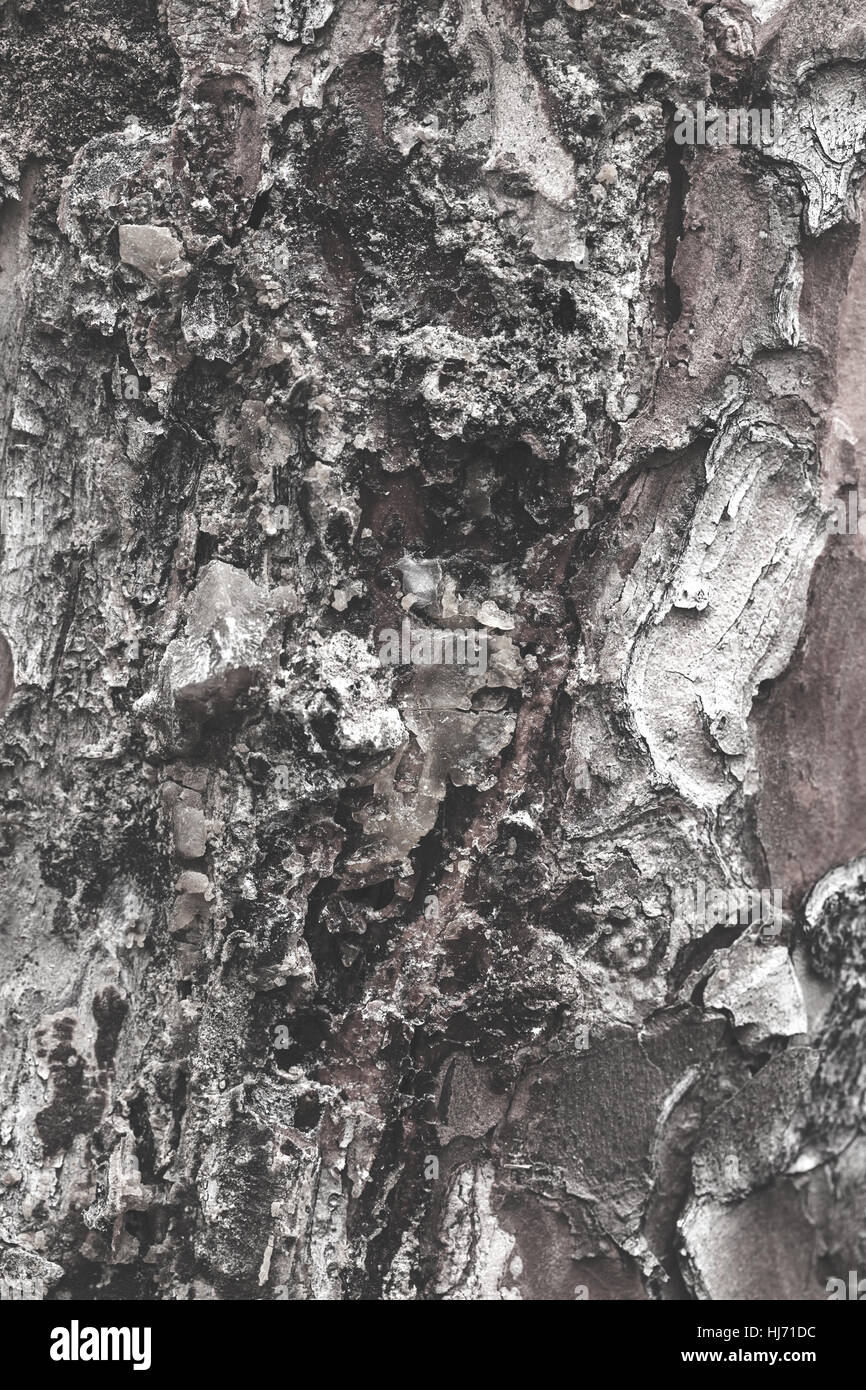 tree bark with resin in nature, note shallow depth of field Stock Photo ...