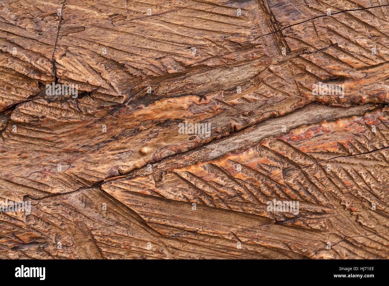 beautiful tree bark in nature, note shallow depth of field Stock Photo ...