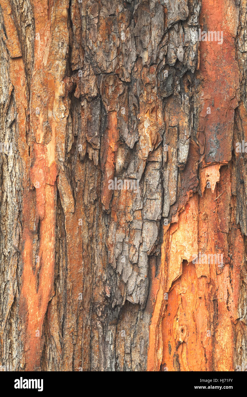 reddish tree bark in nature, note shallow depth of field Stock Photo ...
