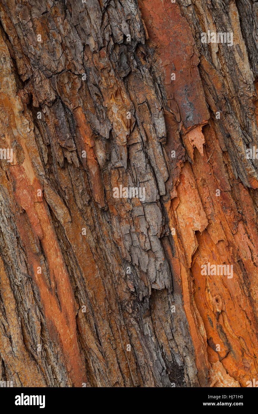 reddish tree bark in nature, note shallow depth of field Stock Photo ...