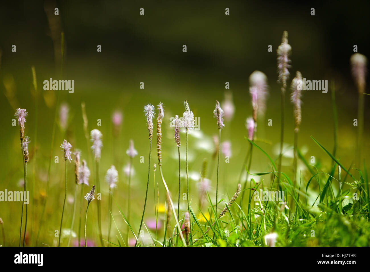 herb meadow in the alps Stock Photo - Alamy