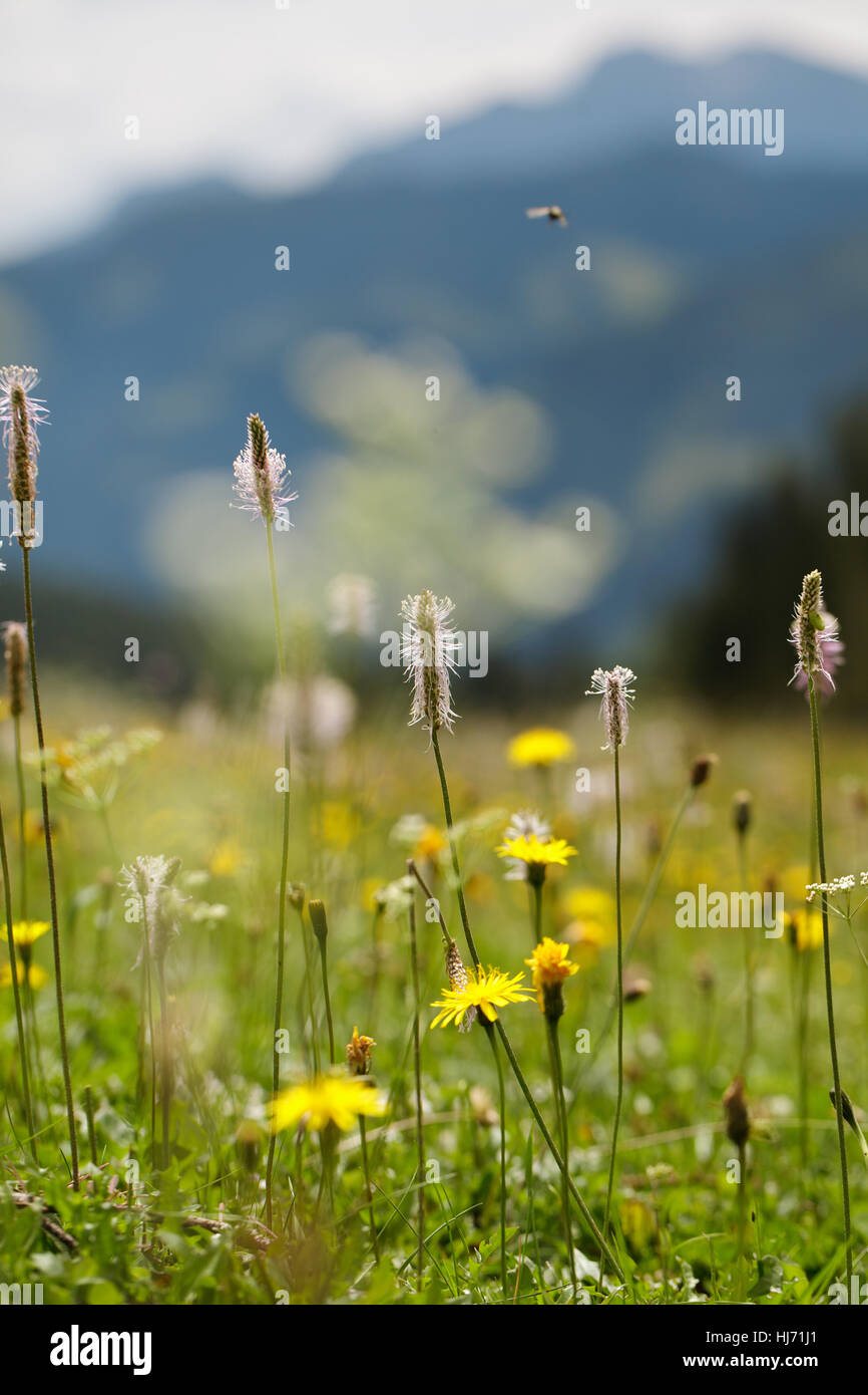herb meadow in the alps Stock Photo - Alamy