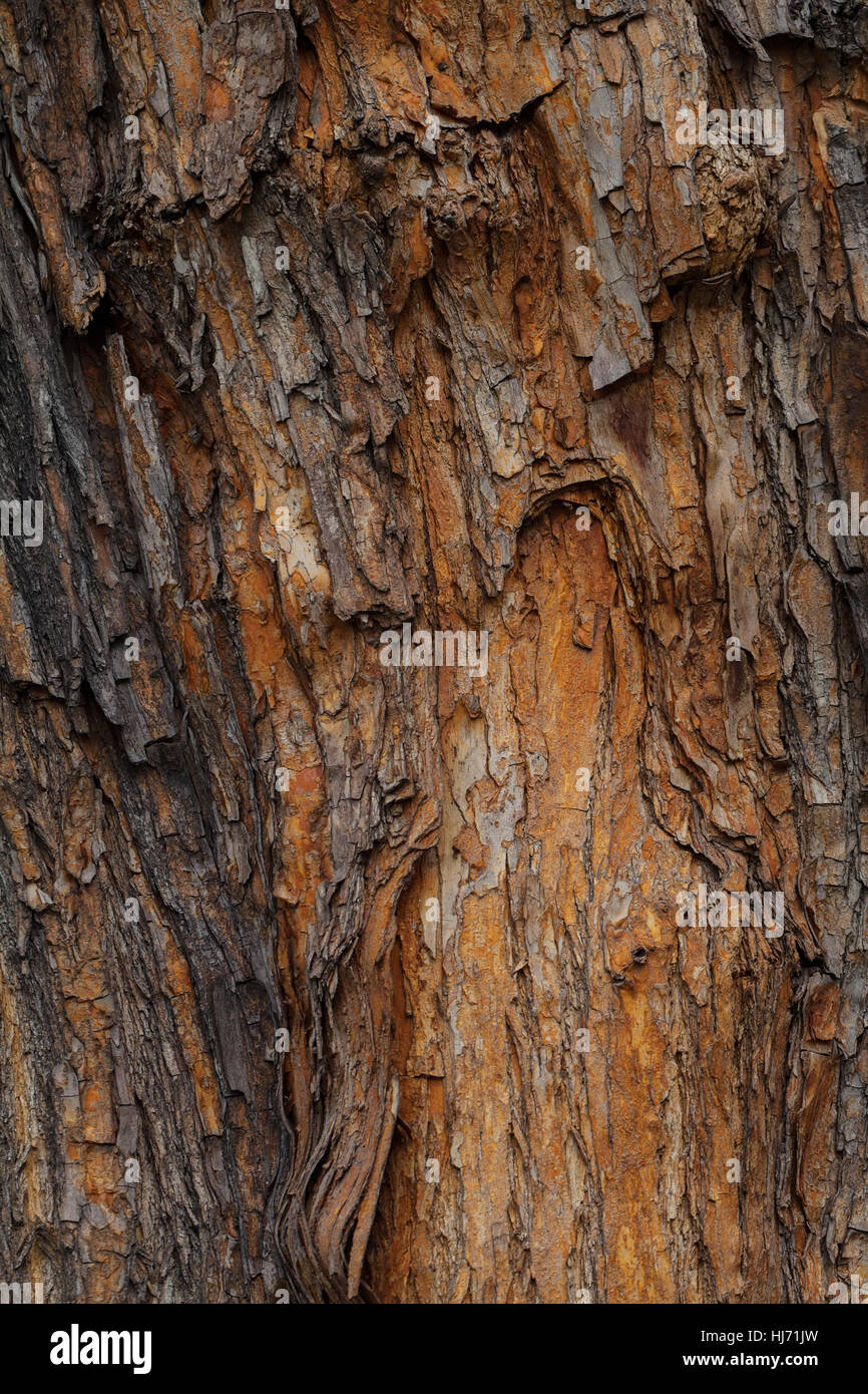 reddish tree bark in nature, note shallow depth of field Stock Photo ...
