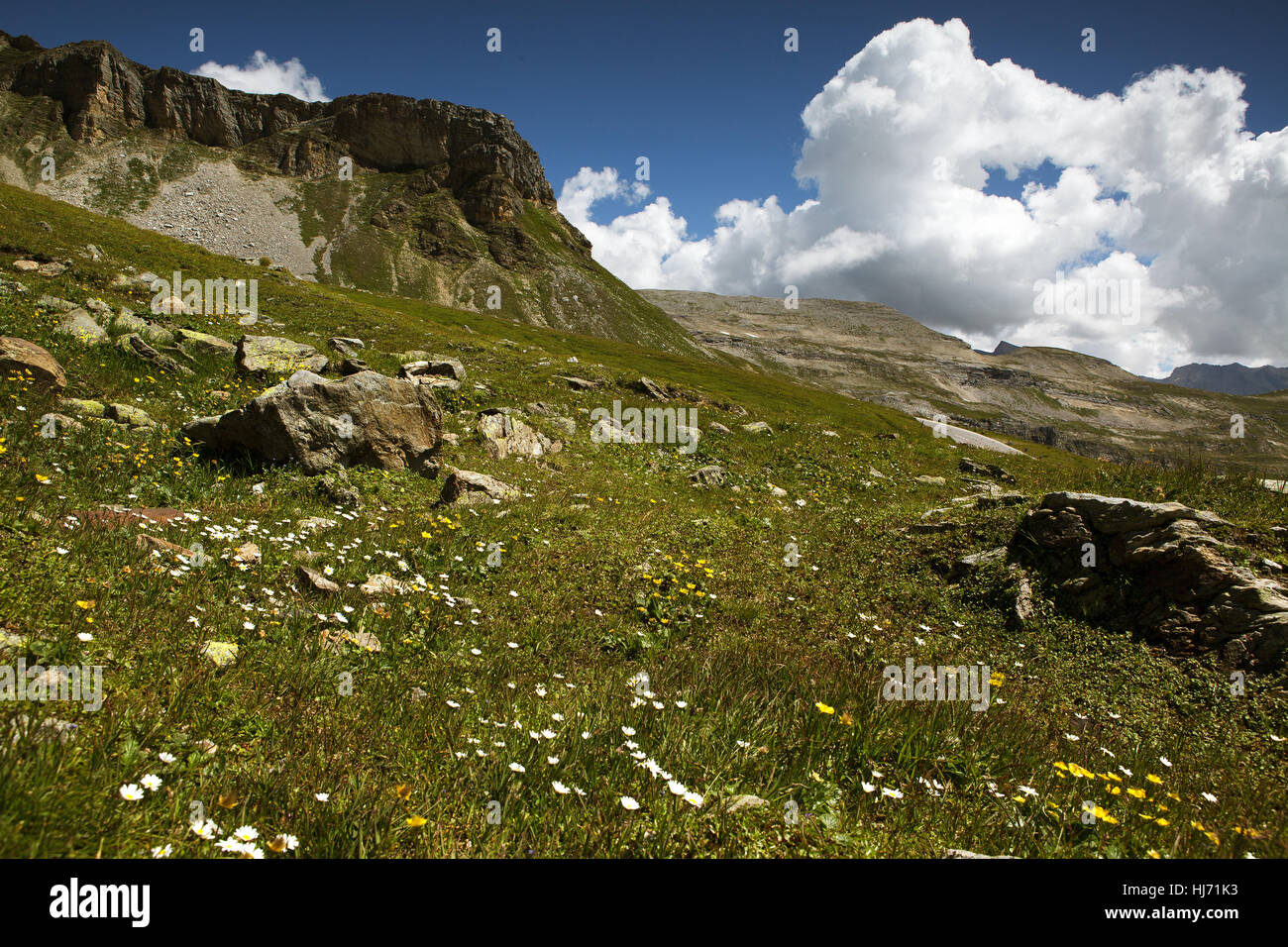 herb meadow in the alps Stock Photo - Alamy