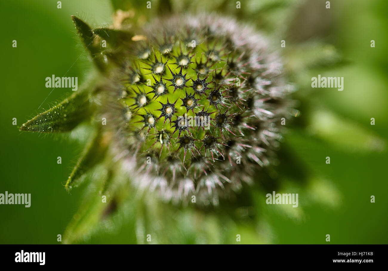 herb meadow in the alps Stock Photo - Alamy