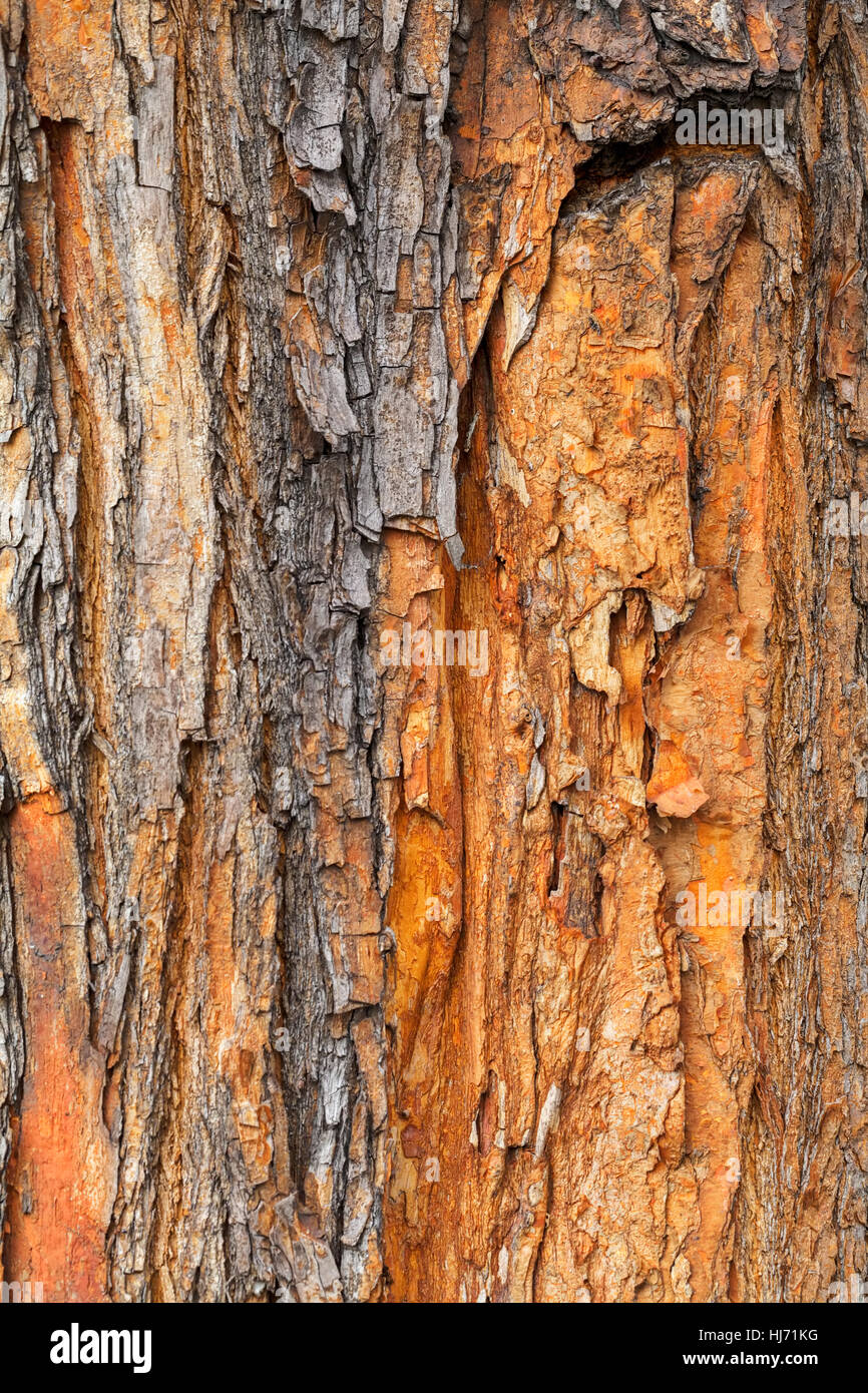 reddish tree bark in nature, note shallow depth of field Stock Photo ...