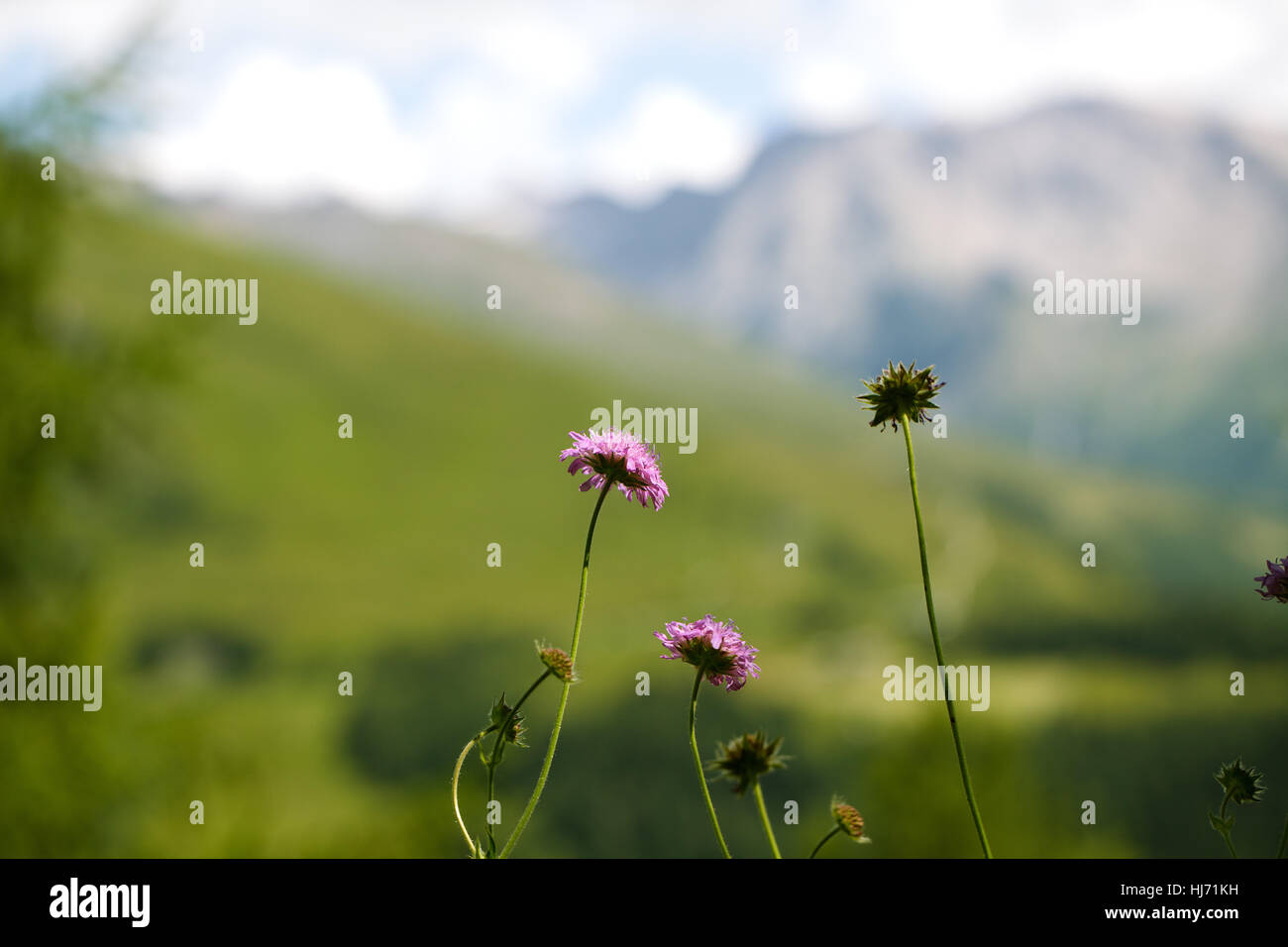 herb meadow in the alps Stock Photo - Alamy