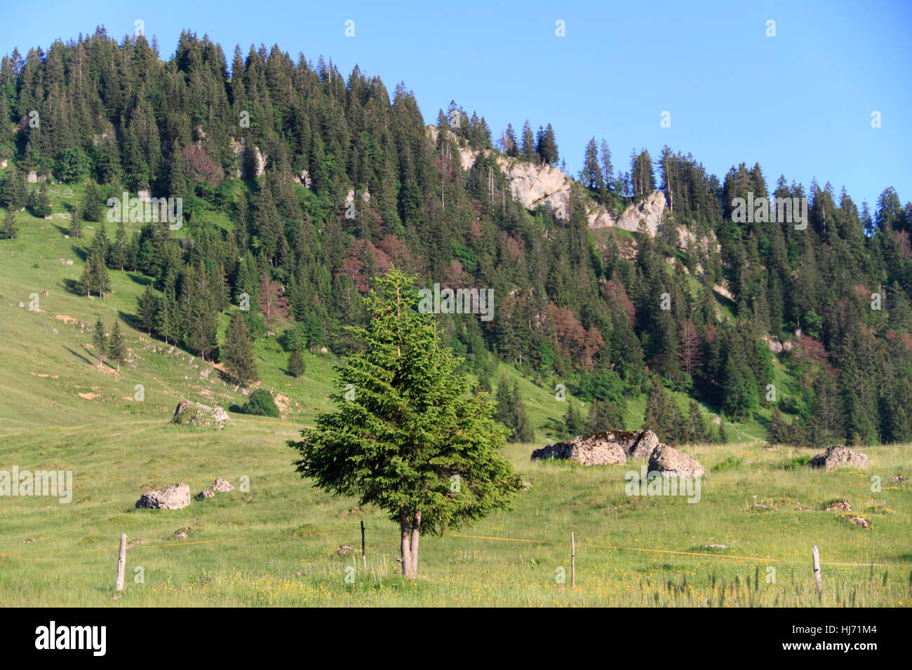 tree, alp, conifer, alp meadow, meadow, mountain, fir, environment ...