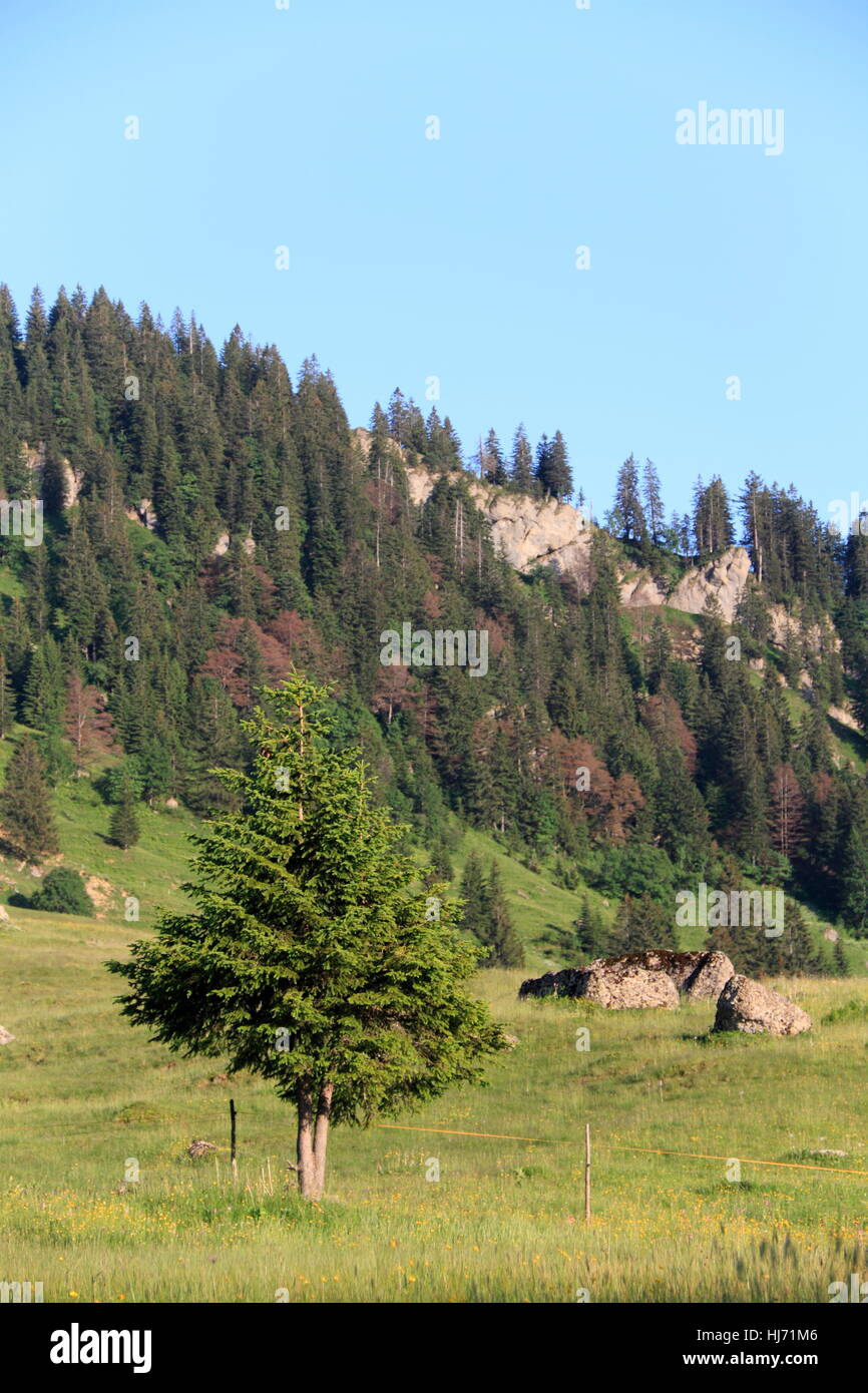 tree, alp, conifer, alp meadow, meadow, mountain, fir, environment ...