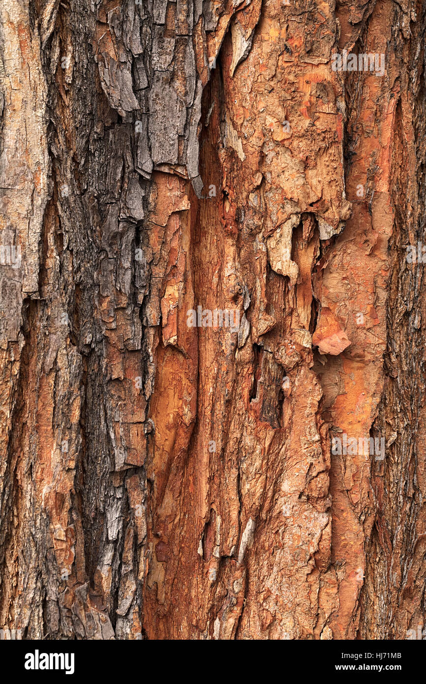 reddish tree bark in nature, note shallow depth of field Stock Photo ...