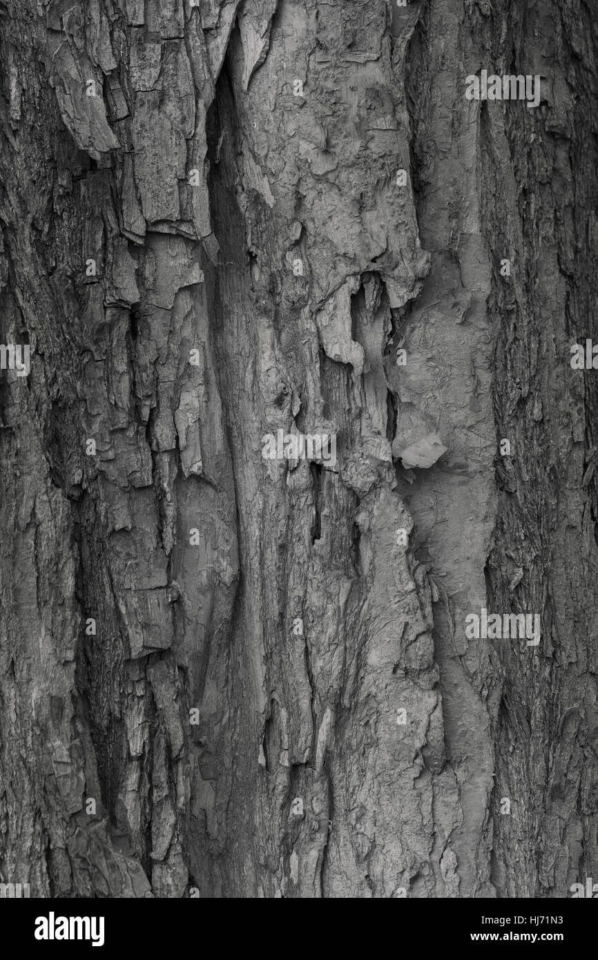 tree bark in nature, note shallow depth of field Stock Photo - Alamy
