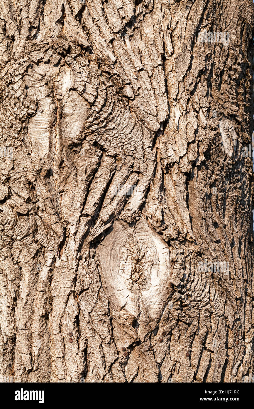 tree bark in nature, note shallow depth of field Stock Photo - Alamy