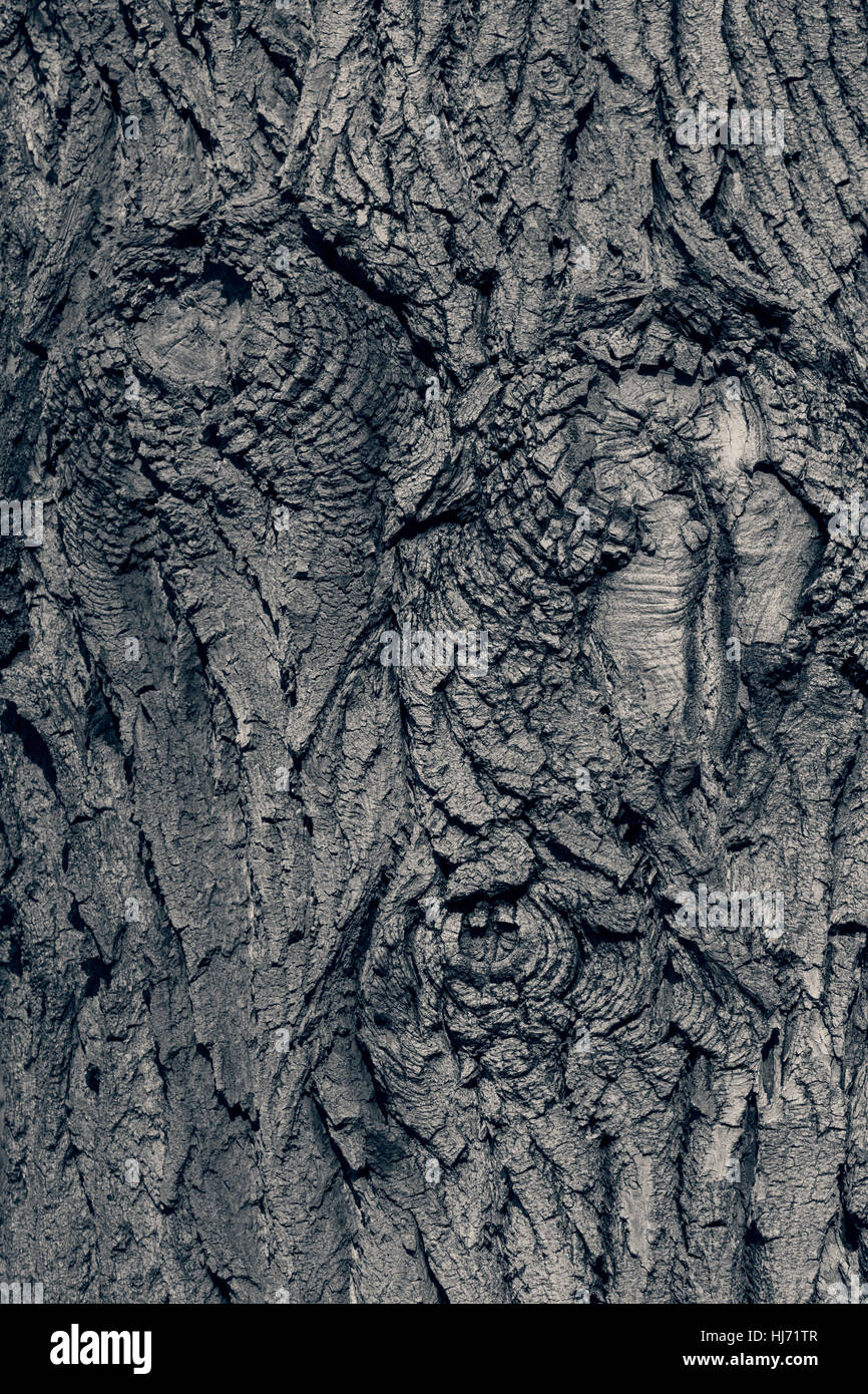 tree bark in nature, note shallow depth of field Stock Photo - Alamy