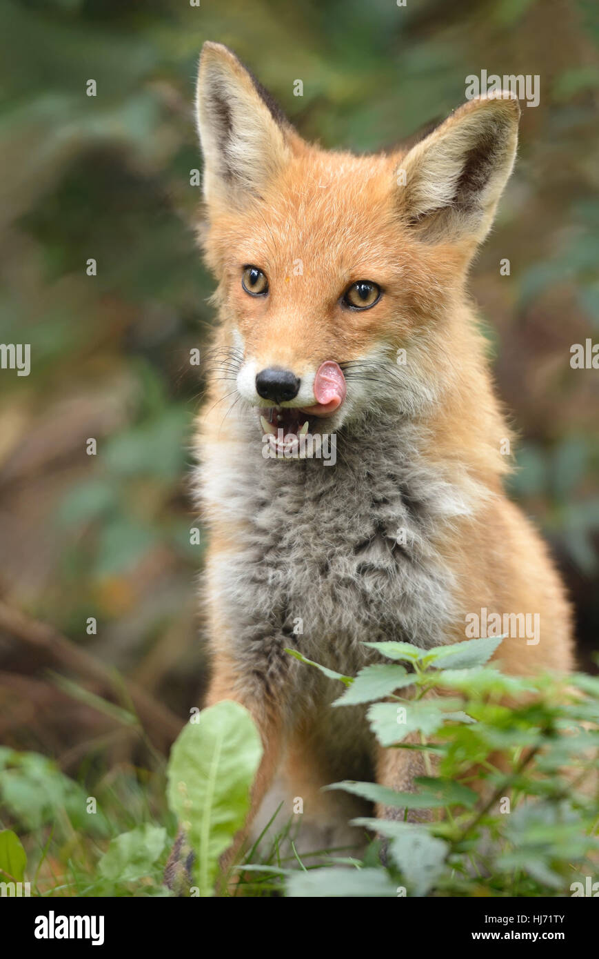 fauna, portrait, fox, lick, forest, mammal, fauna, wild, animals ...