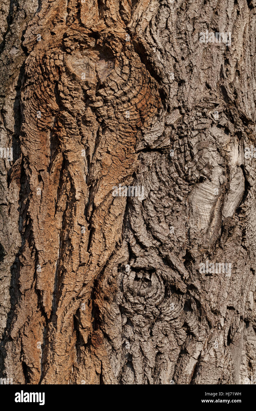 tree bark in nature, note shallow depth of field Stock Photo - Alamy