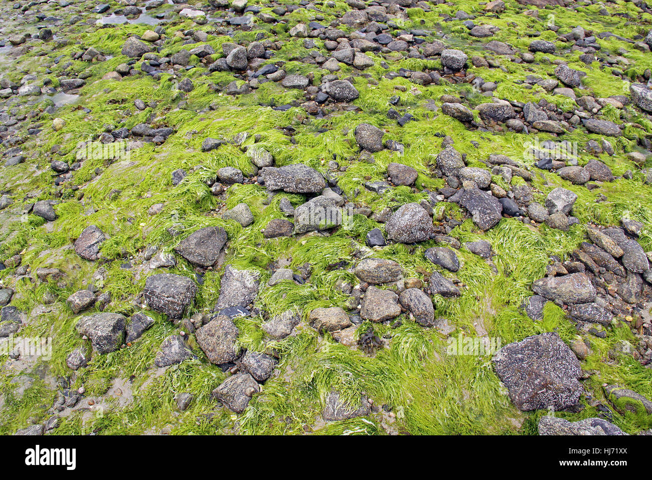 green, rock, atlantic ocean, salt water, sea, ocean, water, algae ...