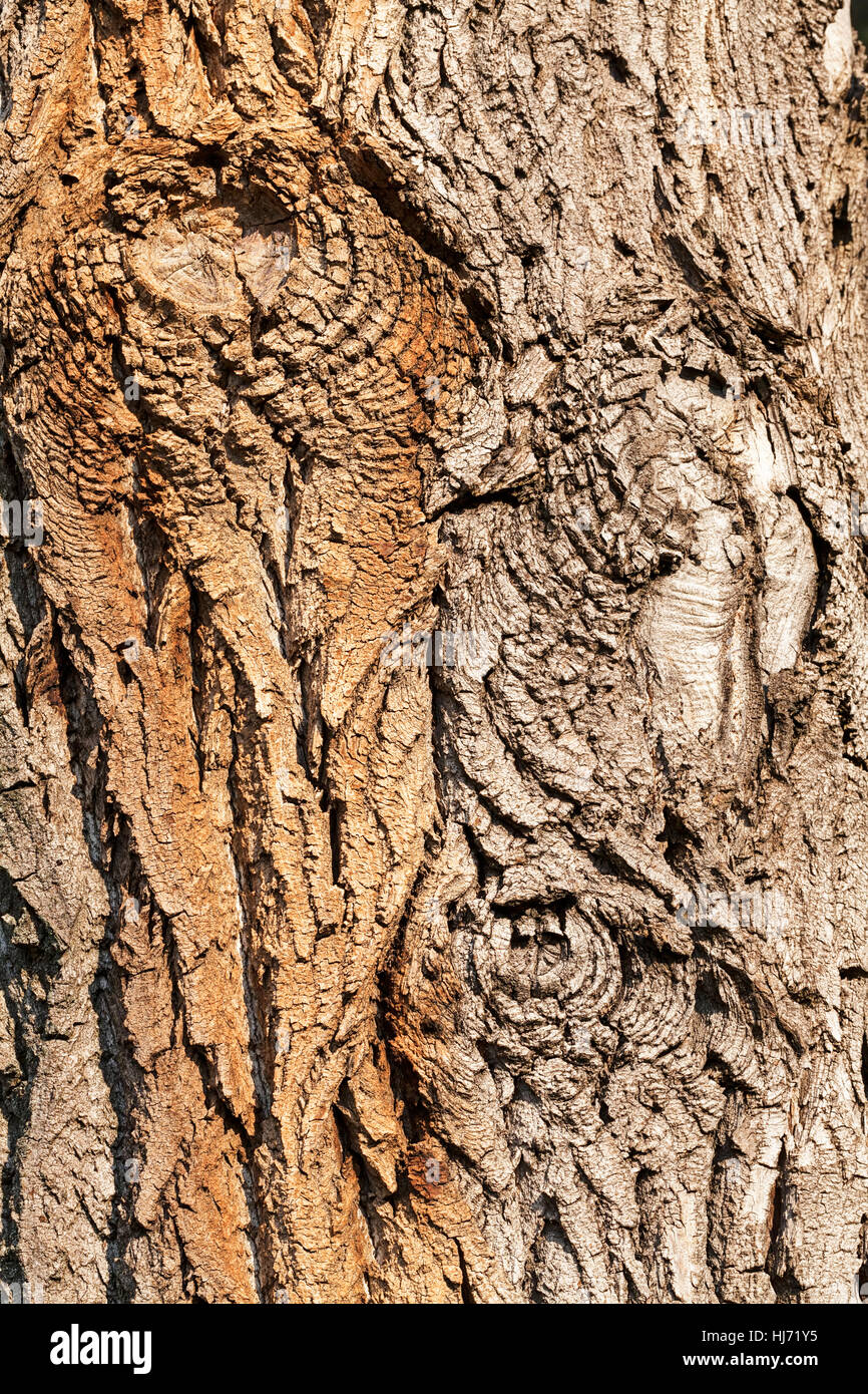 tree bark in nature, note shallow depth of field Stock Photo - Alamy