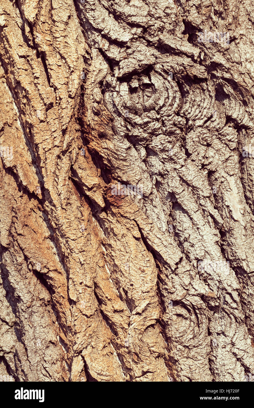 tree bark in nature, note shallow depth of field Stock Photo - Alamy