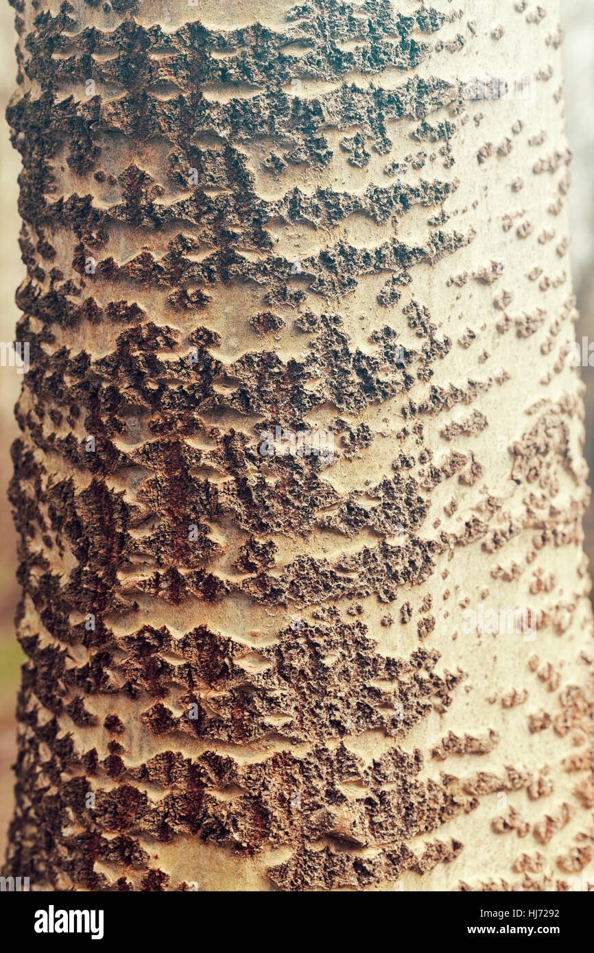 tree bark in nature, note shallow depth of field Stock Photo - Alamy