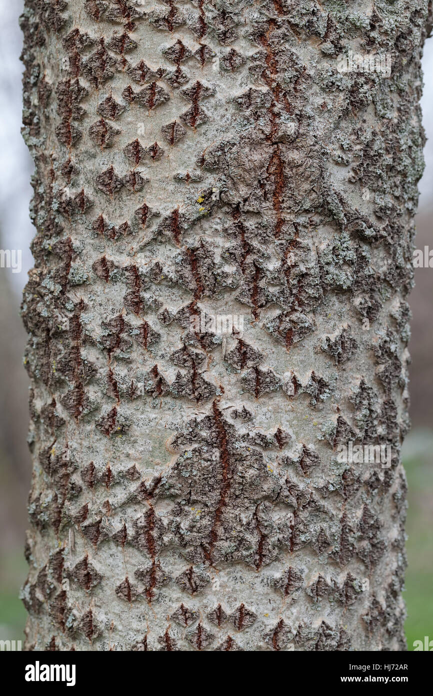 tree bark in nature, note shallow depth of field Stock Photo - Alamy
