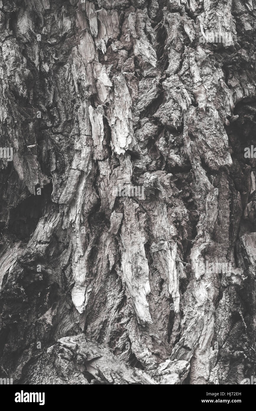 very old tree bark in nature, note shallow depth of field Stock Photo ...