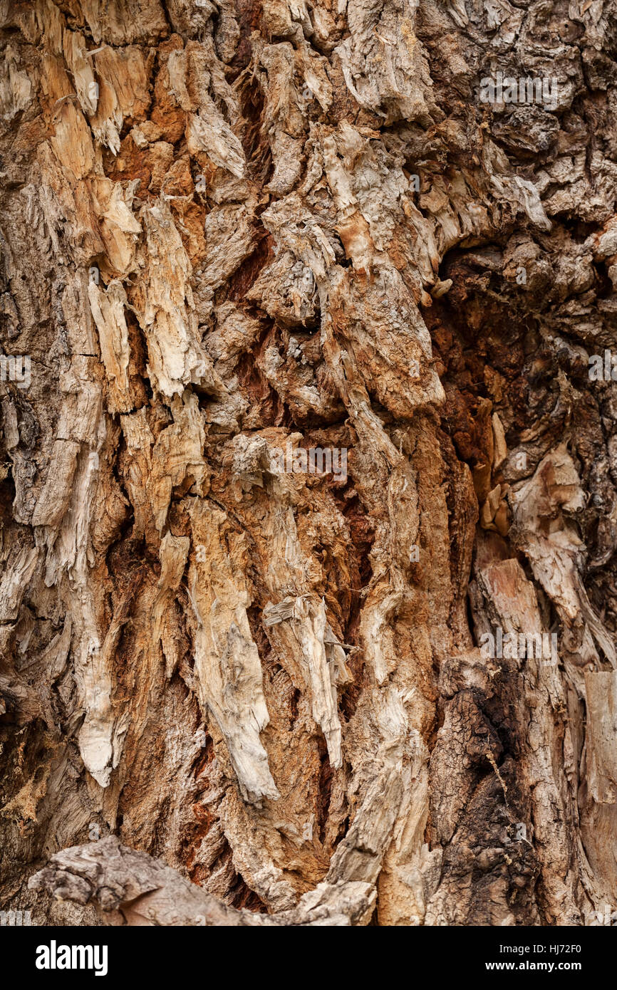very old tree bark in nature, note shallow depth of field Stock Photo ...