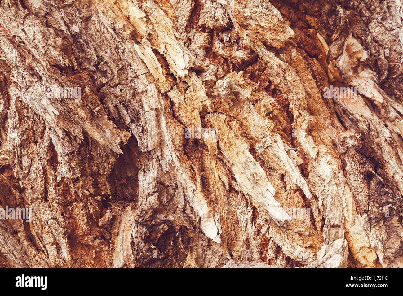 very old tree bark in nature, note shallow depth of field Stock Photo ...