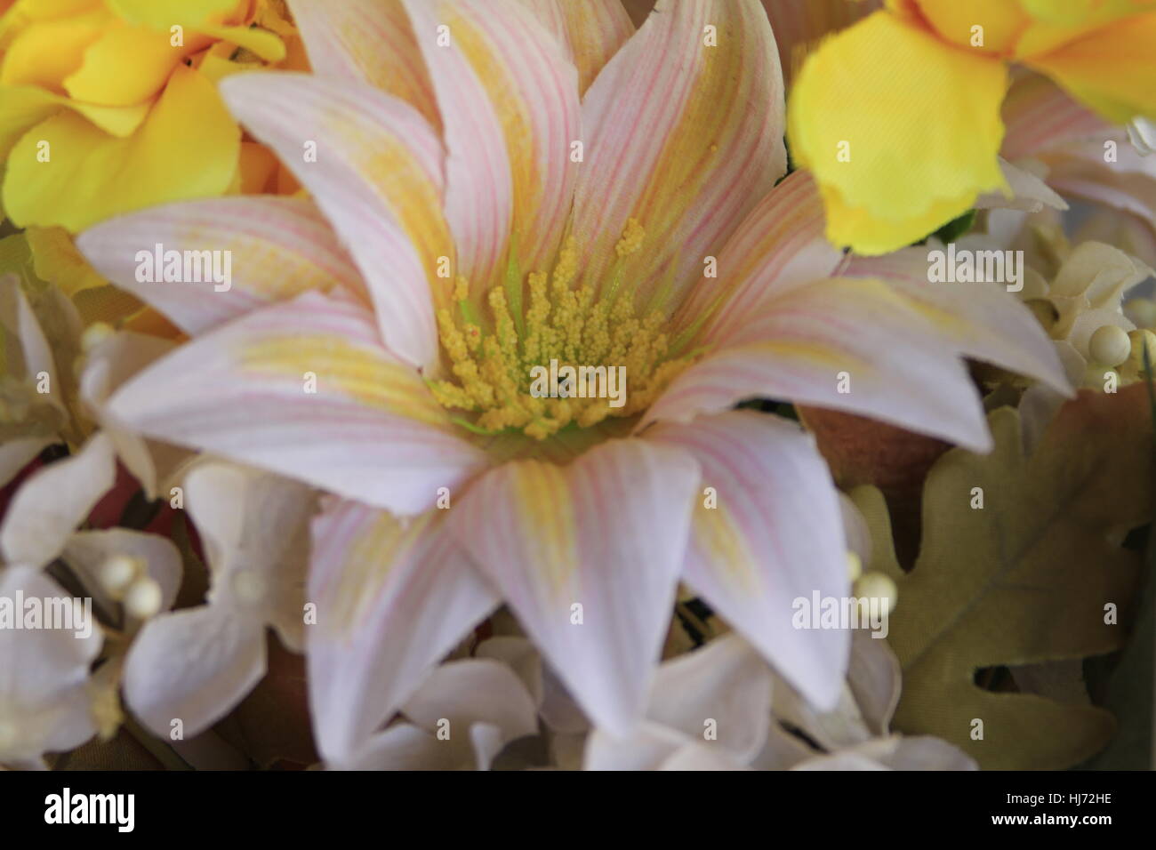 blue, travel, flower, plant, america, tourist, south, chile, curtain ...