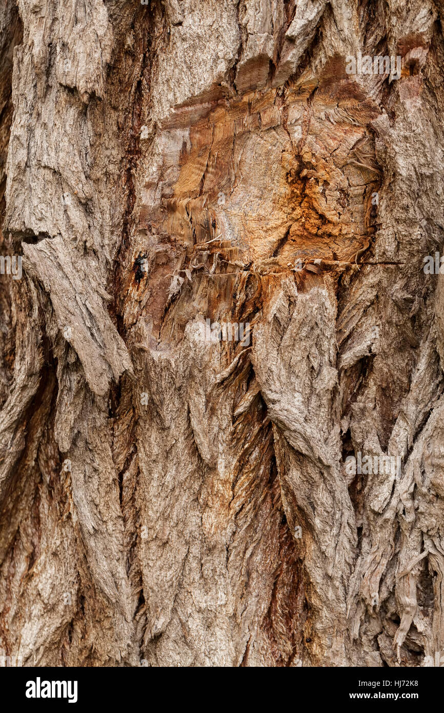 very old tree bark in nature, note shallow depth of field Stock Photo ...