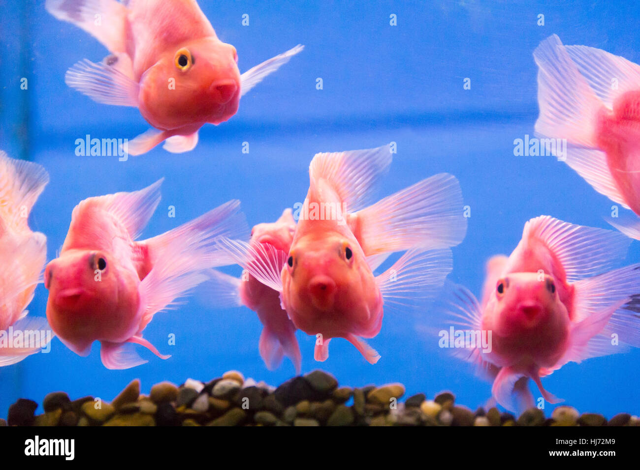 Pink Parrot Fish
