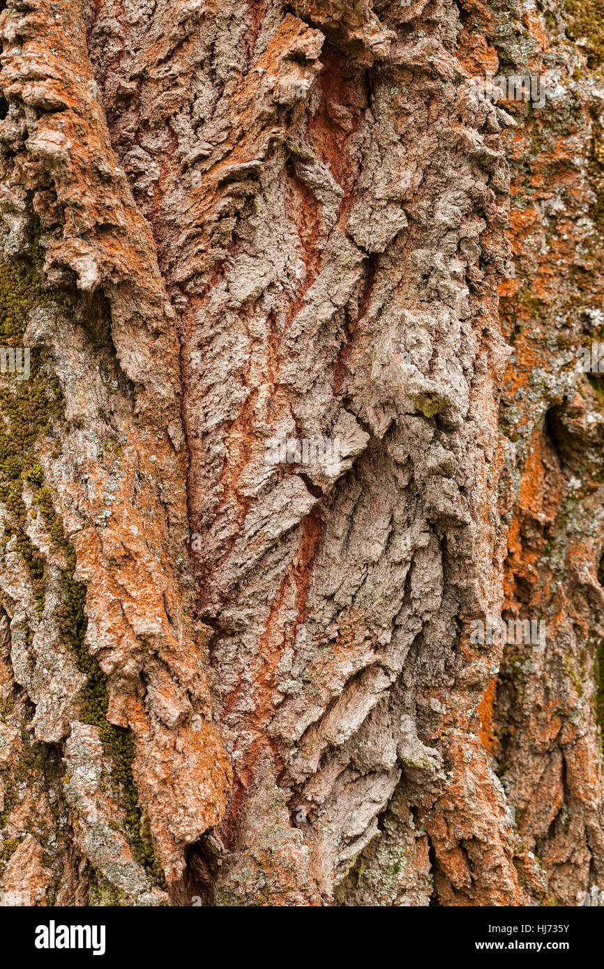 very old tree bark in nature, note shallow depth of field Stock Photo ...