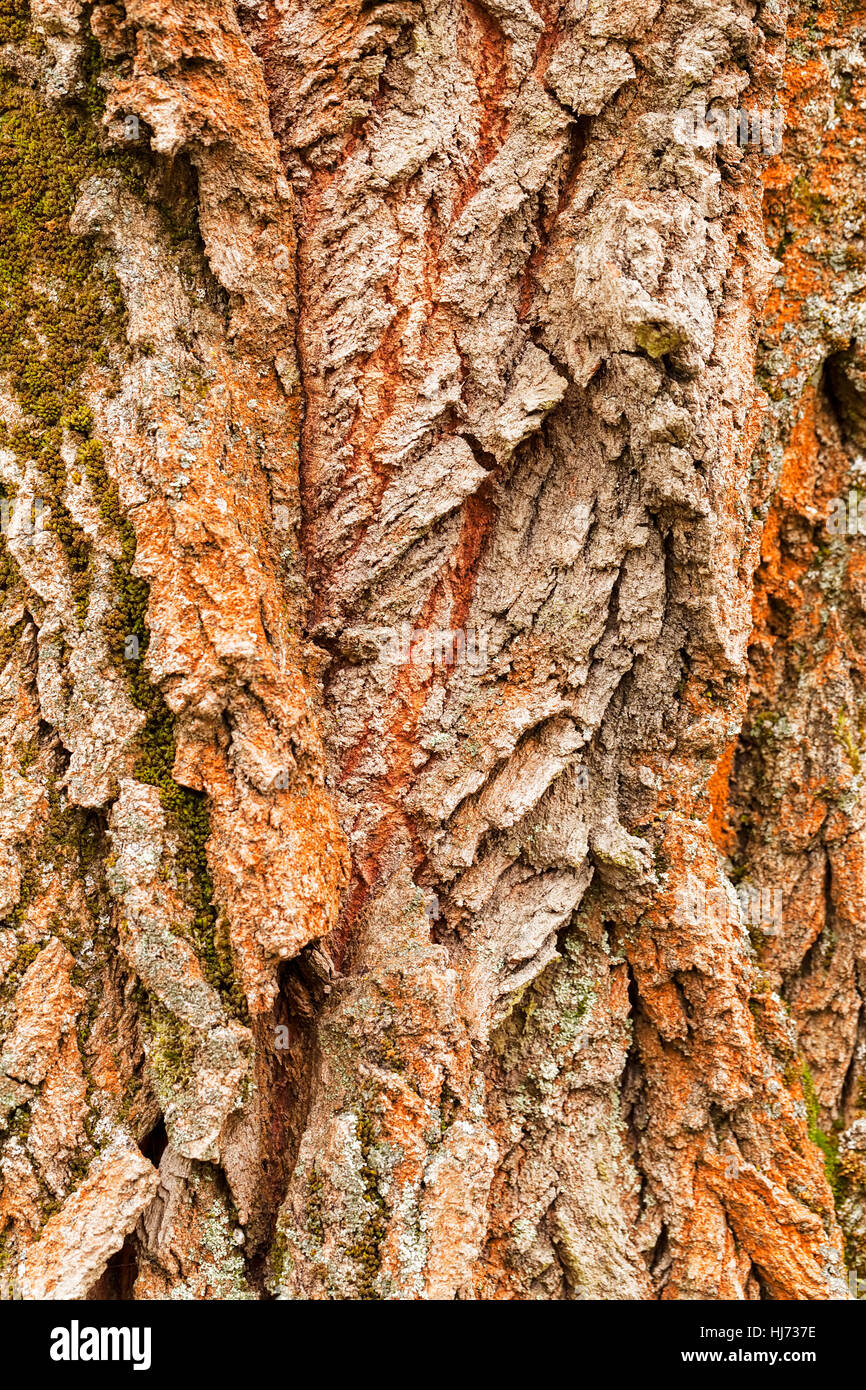 very old tree bark in nature, note shallow depth of field Stock Photo ...