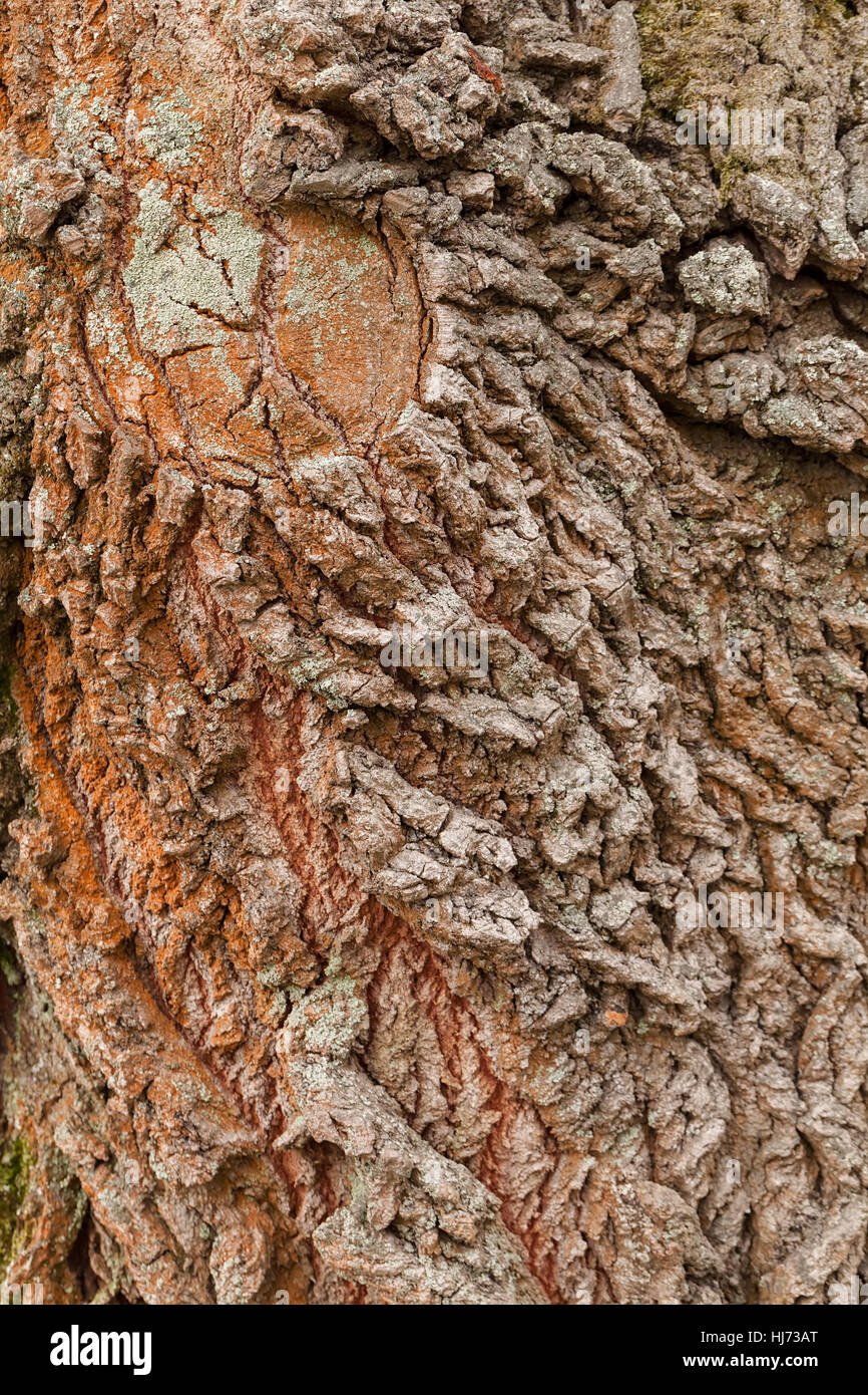 very old tree bark in nature, note shallow depth of field Stock Photo ...