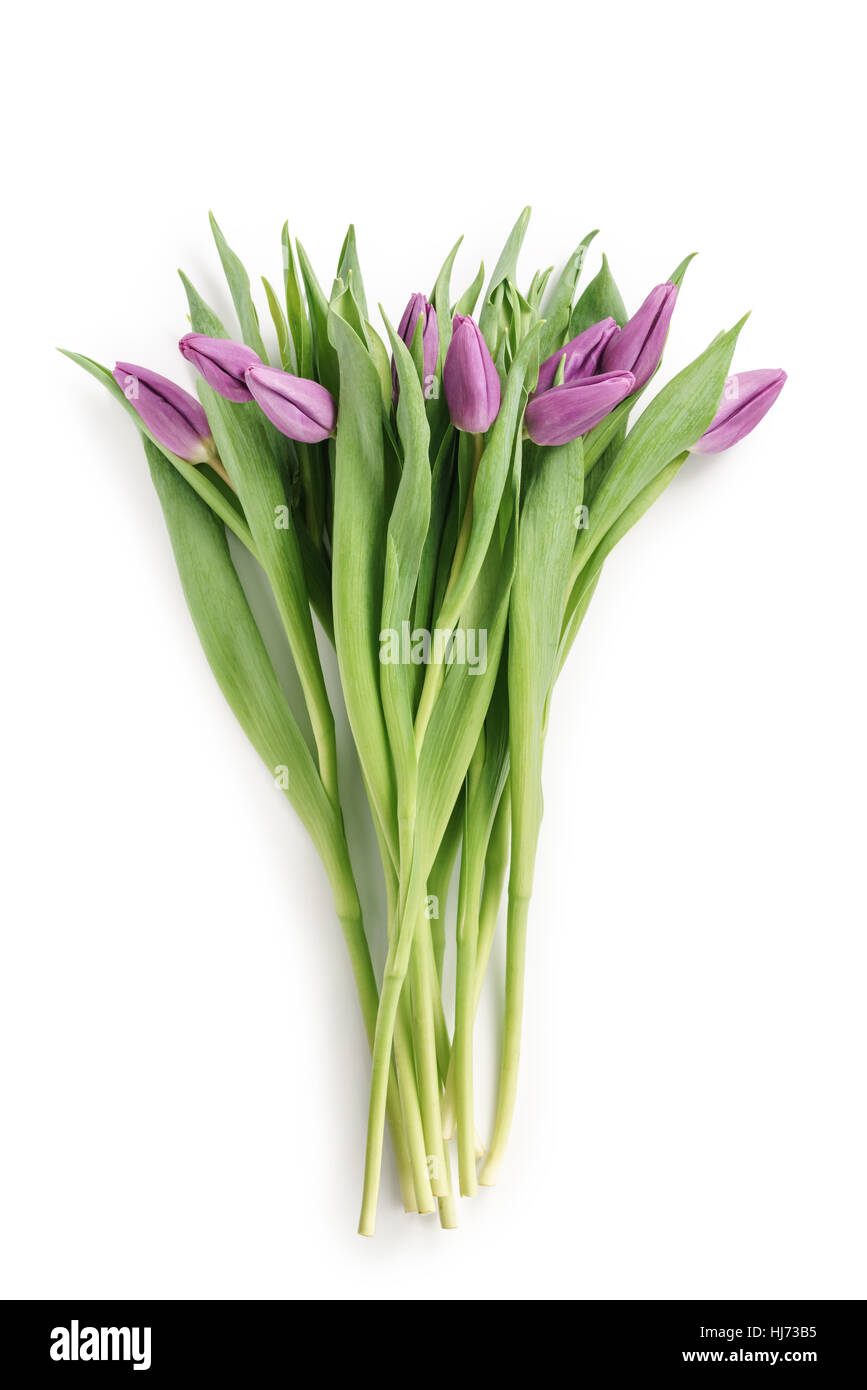 Tulips from above hi-res stock photography and images - Alamy