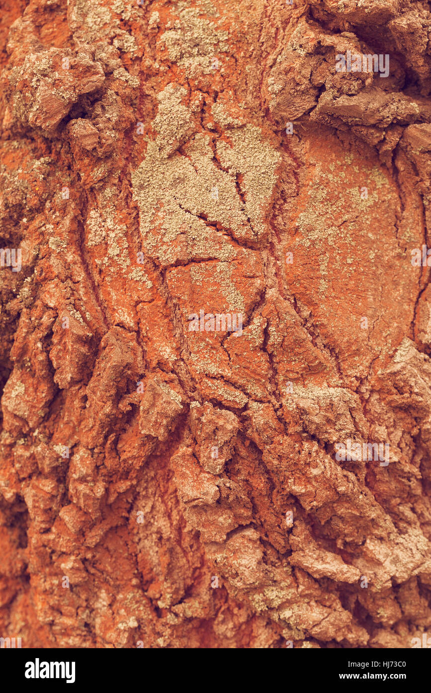 tree bark in nature, note shallow depth of field Stock Photo - Alamy