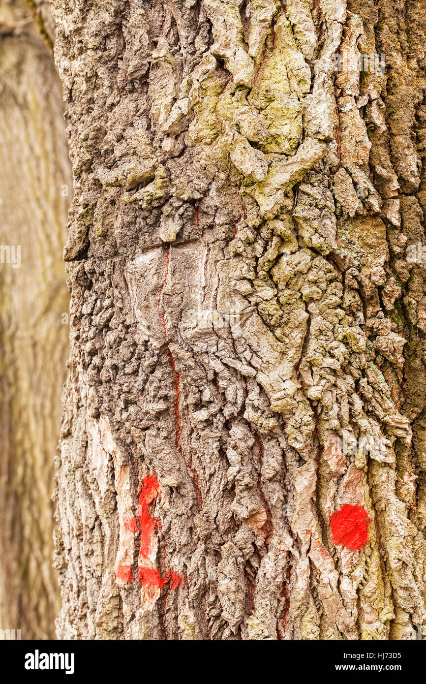 tree bark in nature, note shallow depth of field Stock Photo - Alamy