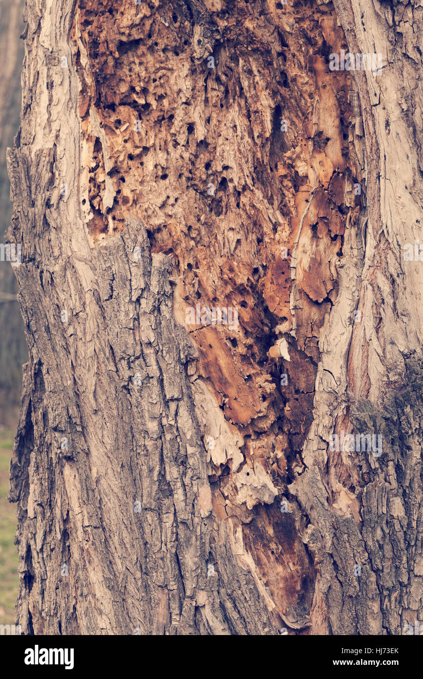 very old tree bark in nature, note shallow depth of field Stock Photo ...
