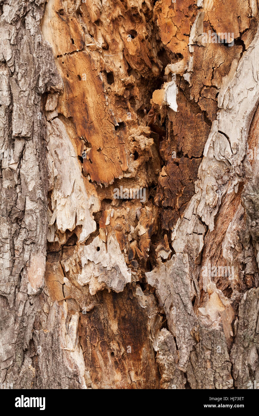 very old tree bark in nature, note shallow depth of field Stock Photo ...