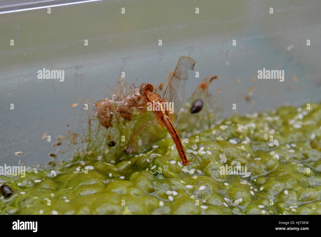 A Common Darter (Sympetrum striolatum) dragonfly emerging from its ...