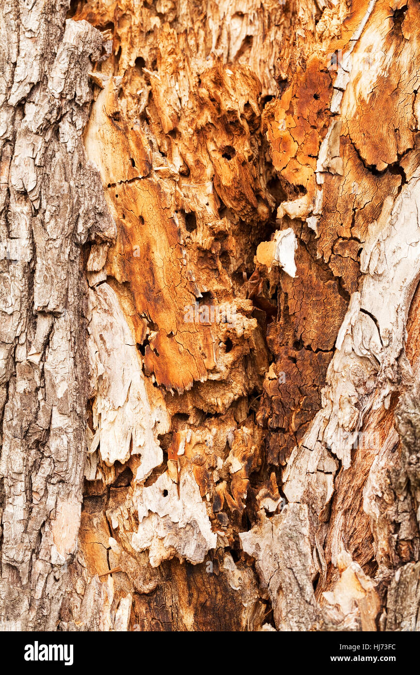 very old tree bark in nature, note shallow depth of field Stock Photo ...