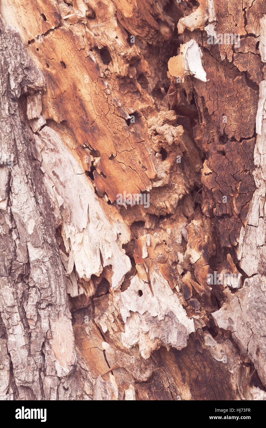 very old tree bark in nature, note shallow depth of field Stock Photo ...