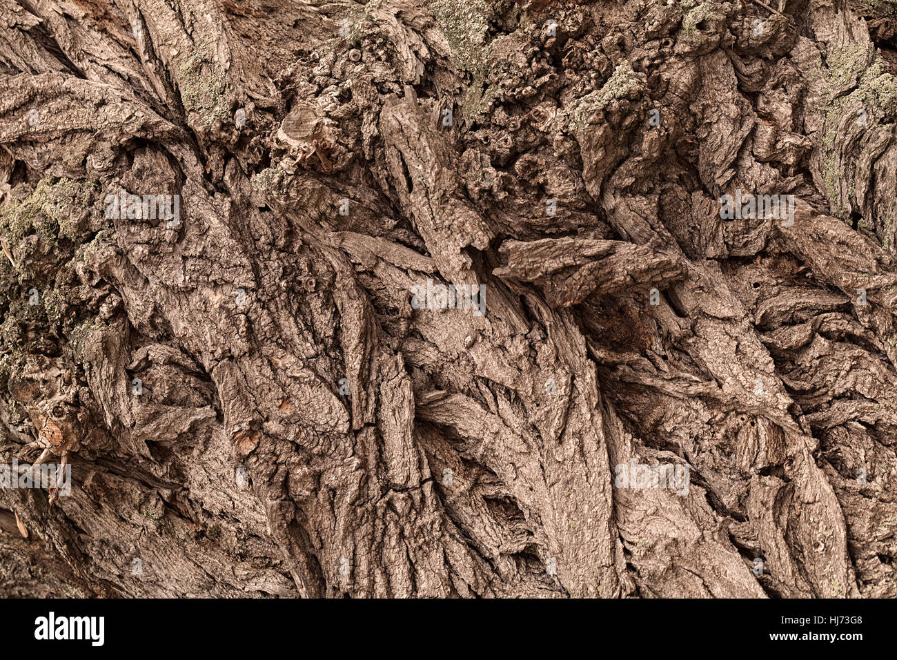 very old tree bark in nature, note shallow depth of field Stock Photo ...