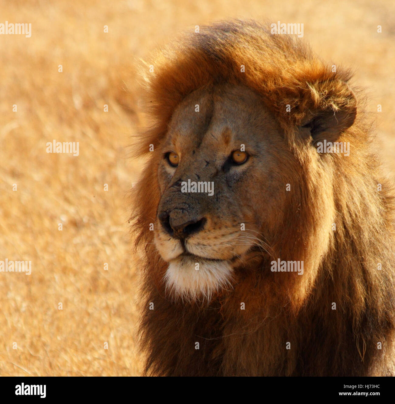 Head shot of a male lion looking slighlty dazed Stock Photo - Alamy